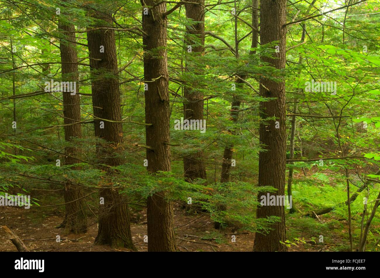 Eastern hemlock forest hi-res stock photography and images - Alamy