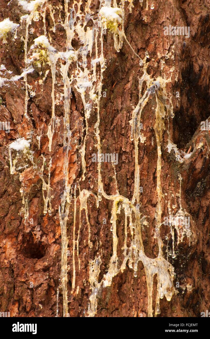 Fir Sap High Resolution Stock Photography and Images - Alamy