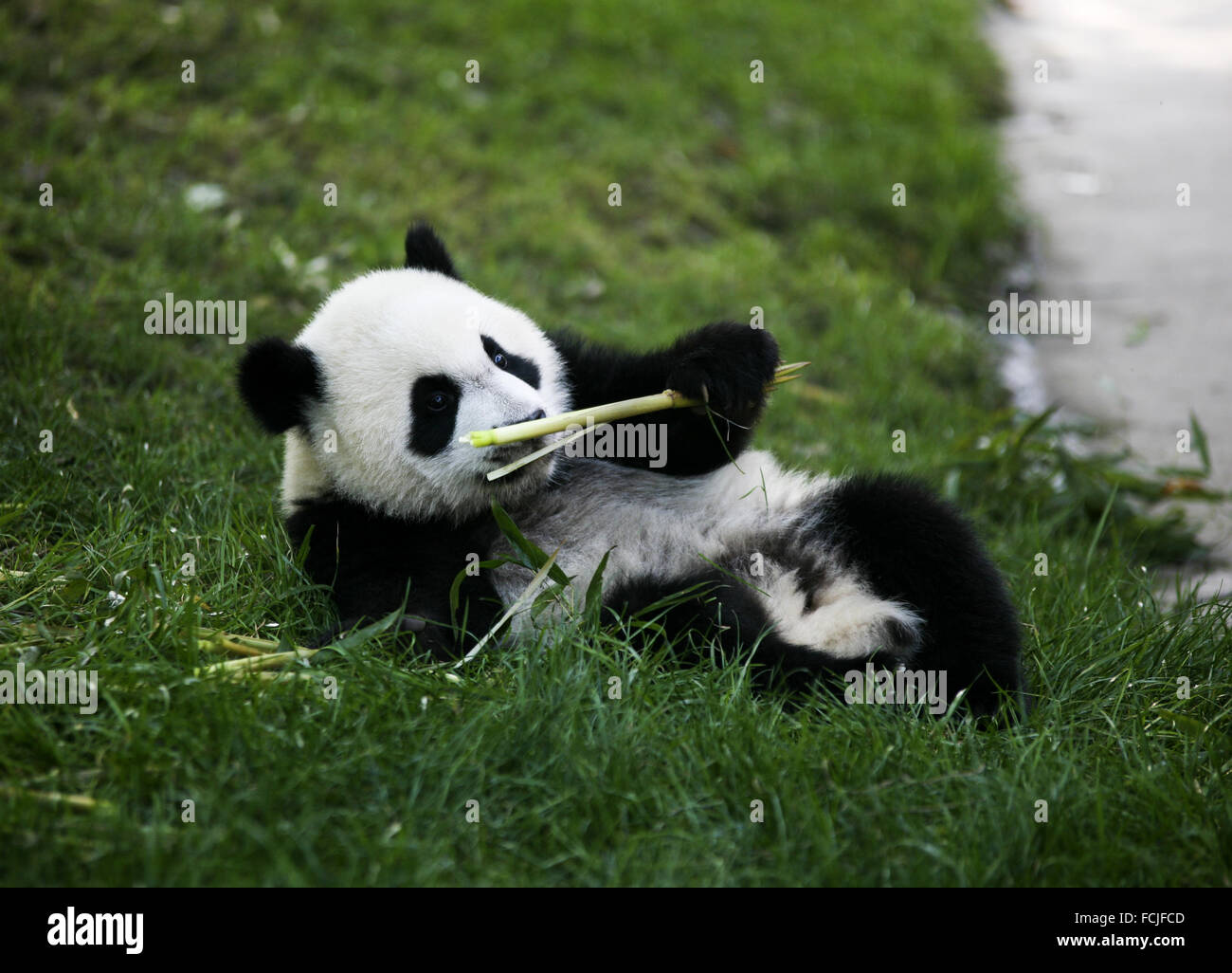 Panda base in Chengdu Stock Photo - Alamy