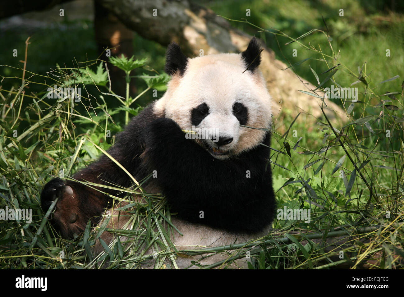 Panda base in Chengdu Stock Photo - Alamy