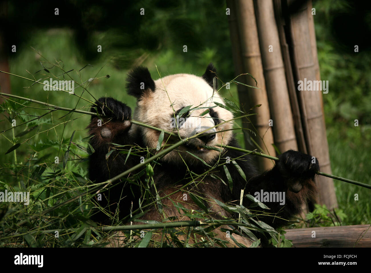 Panda base in Chengdu Stock Photo - Alamy