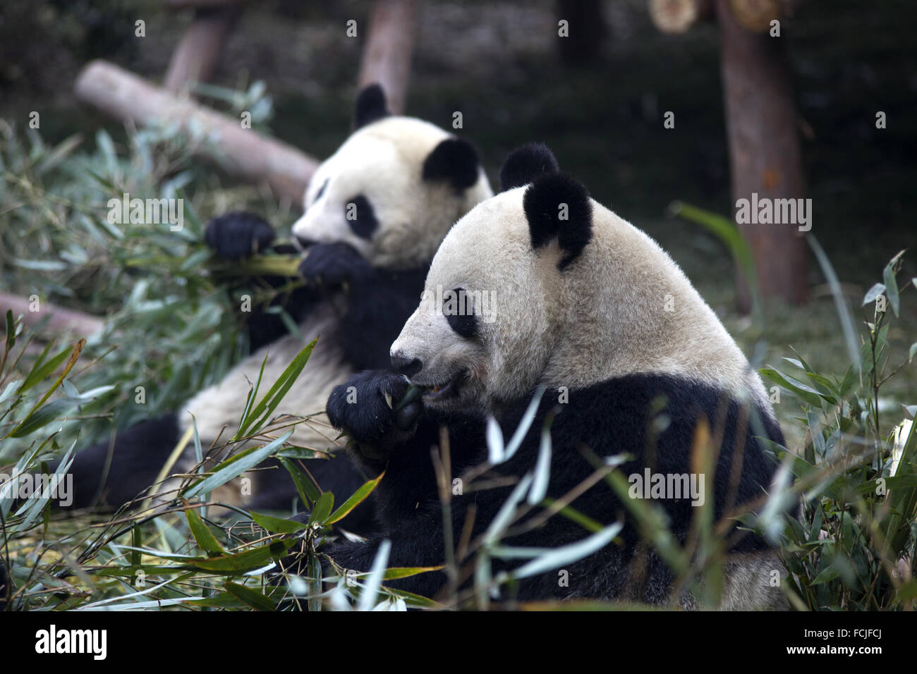 Panda base in Chengdu Stock Photo - Alamy