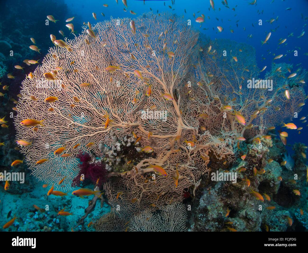 Venus Sea Fan Gorgonia Flabellum High Resolution Stock Photography and ...