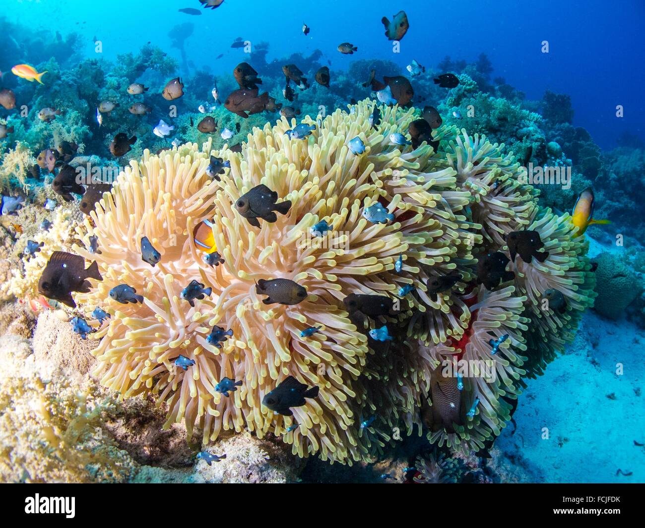 Stichodactyla Gigantea High Resolution Stock Photography and Images - Alamy