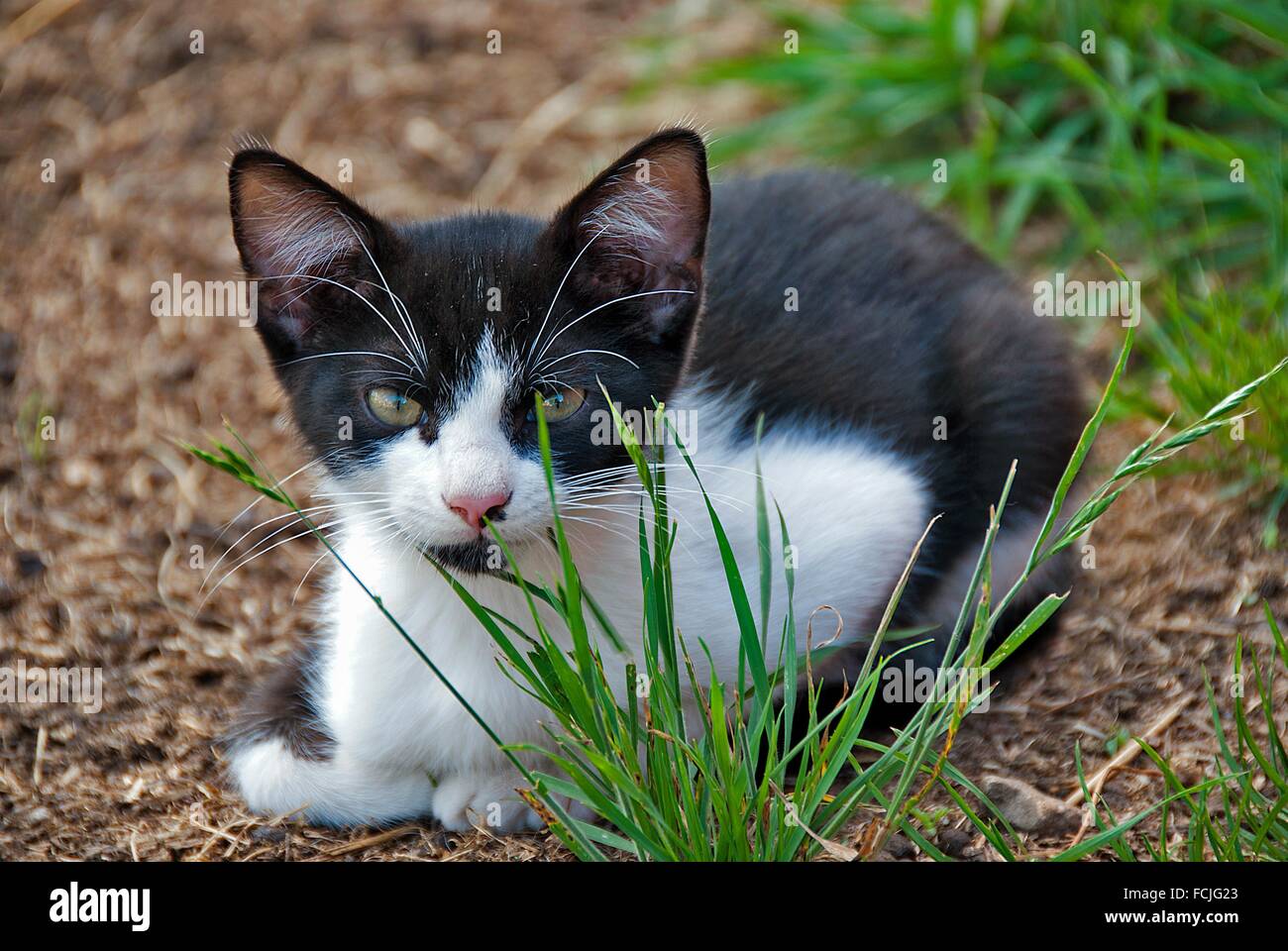 Hiding behind weed hi-res stock photography and images - Alamy