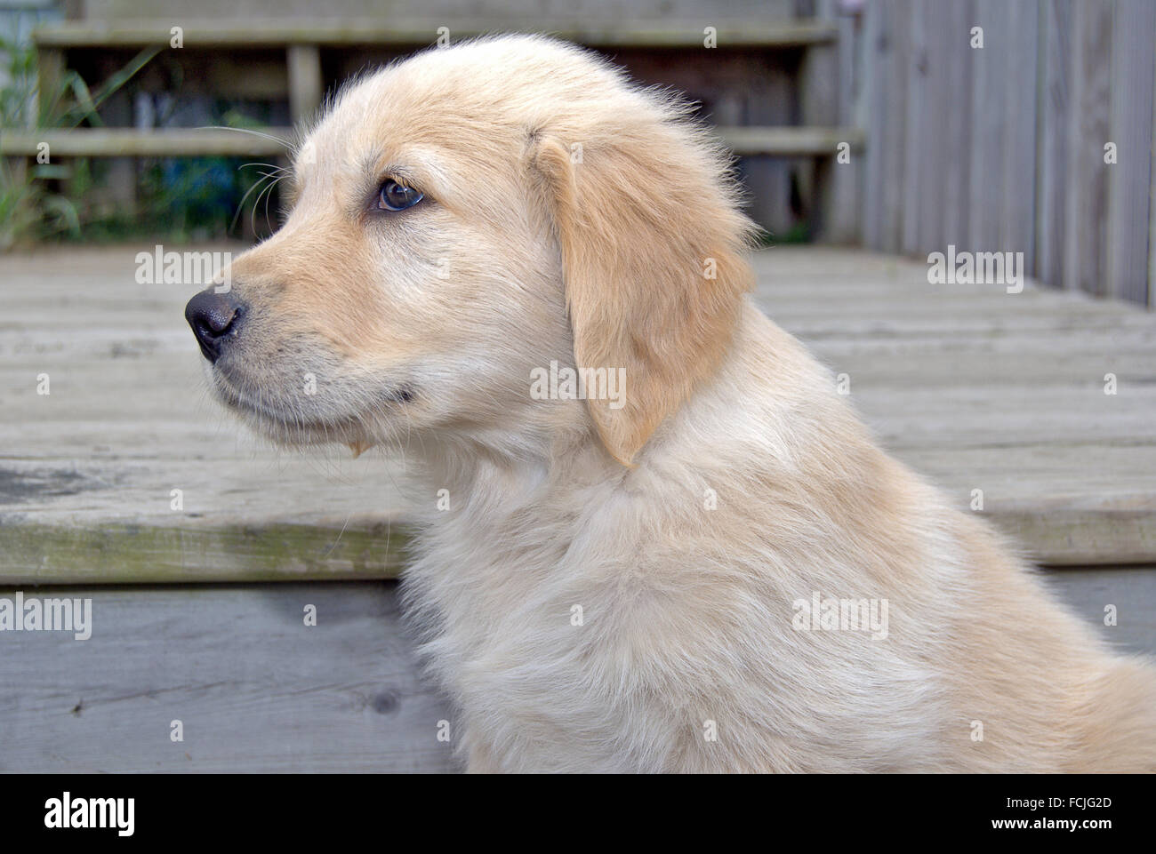 Side profile of golden retriever puppy on wood steps Stock Photo - Alamy