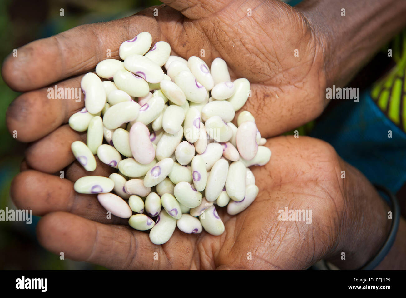 Ugandan lady holding harvested beans in her hands. Uganda Stock Photo ...