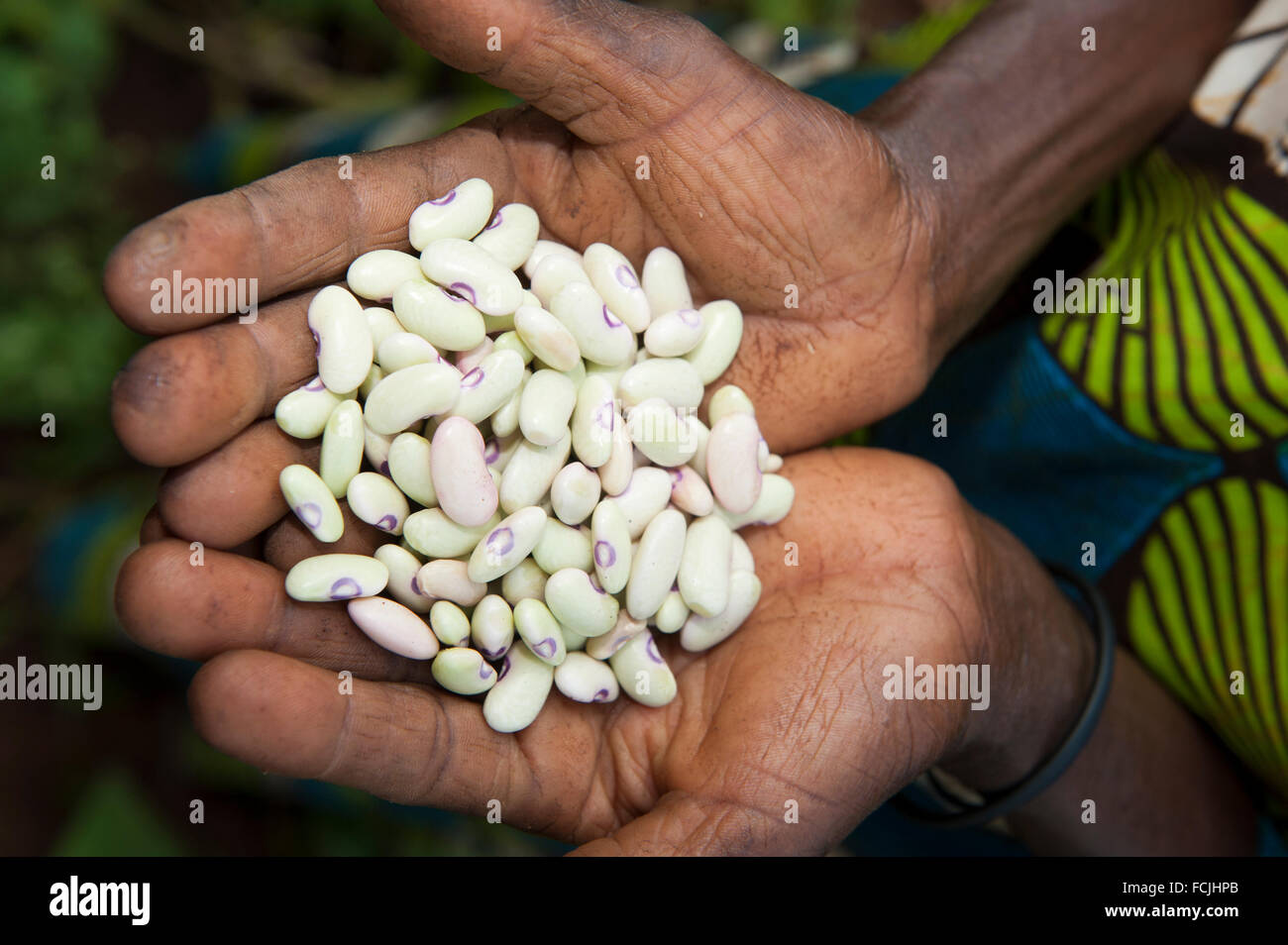 Ugandan lady holding harvested beans in her hands. Uganda Stock Photo ...