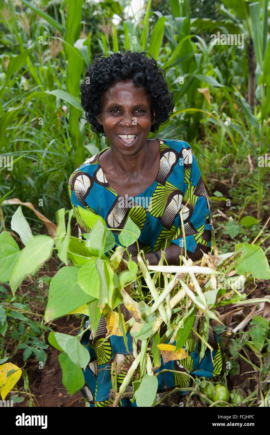 Ugandan lady harvesting beans from plant. Uganda Stock Photo - Alamy