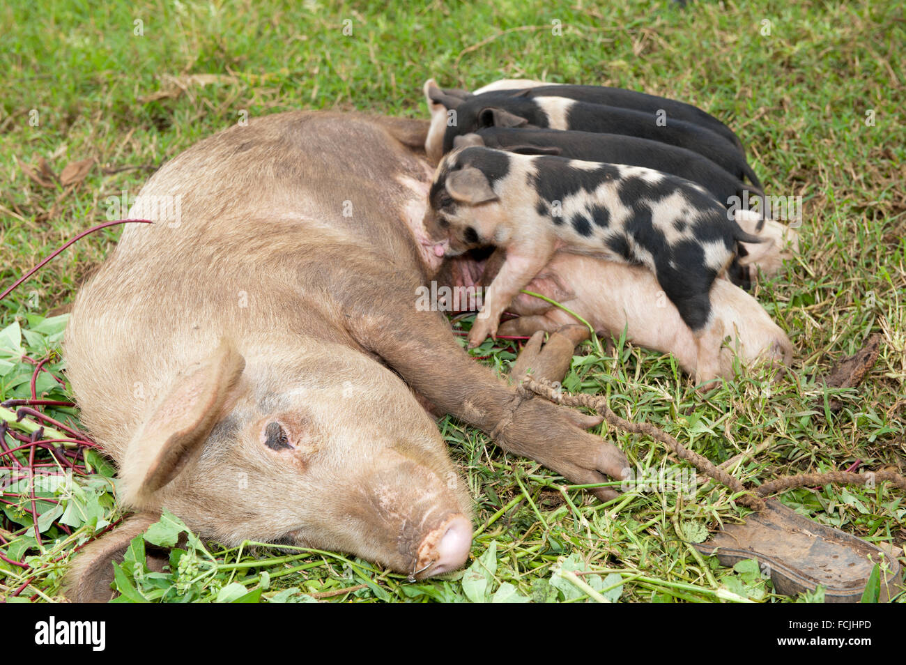 Sow with piglets hi-res stock photography and images - Alamy