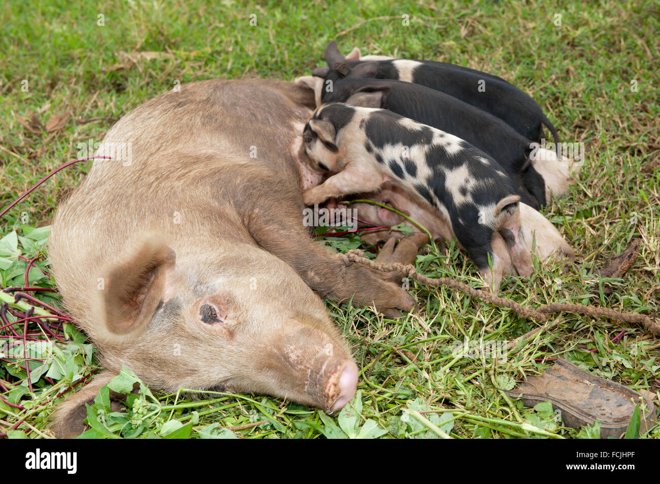 Sow with piglets on small farm, Uganda Stock Photo - Alamy