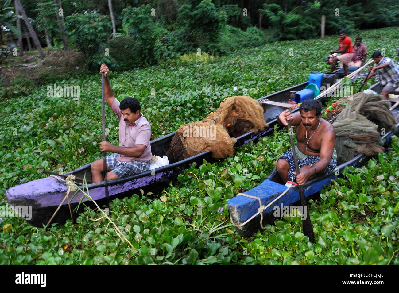 dugout canoes among water hyacinth in a canal of backwaters, Kumarakom ...