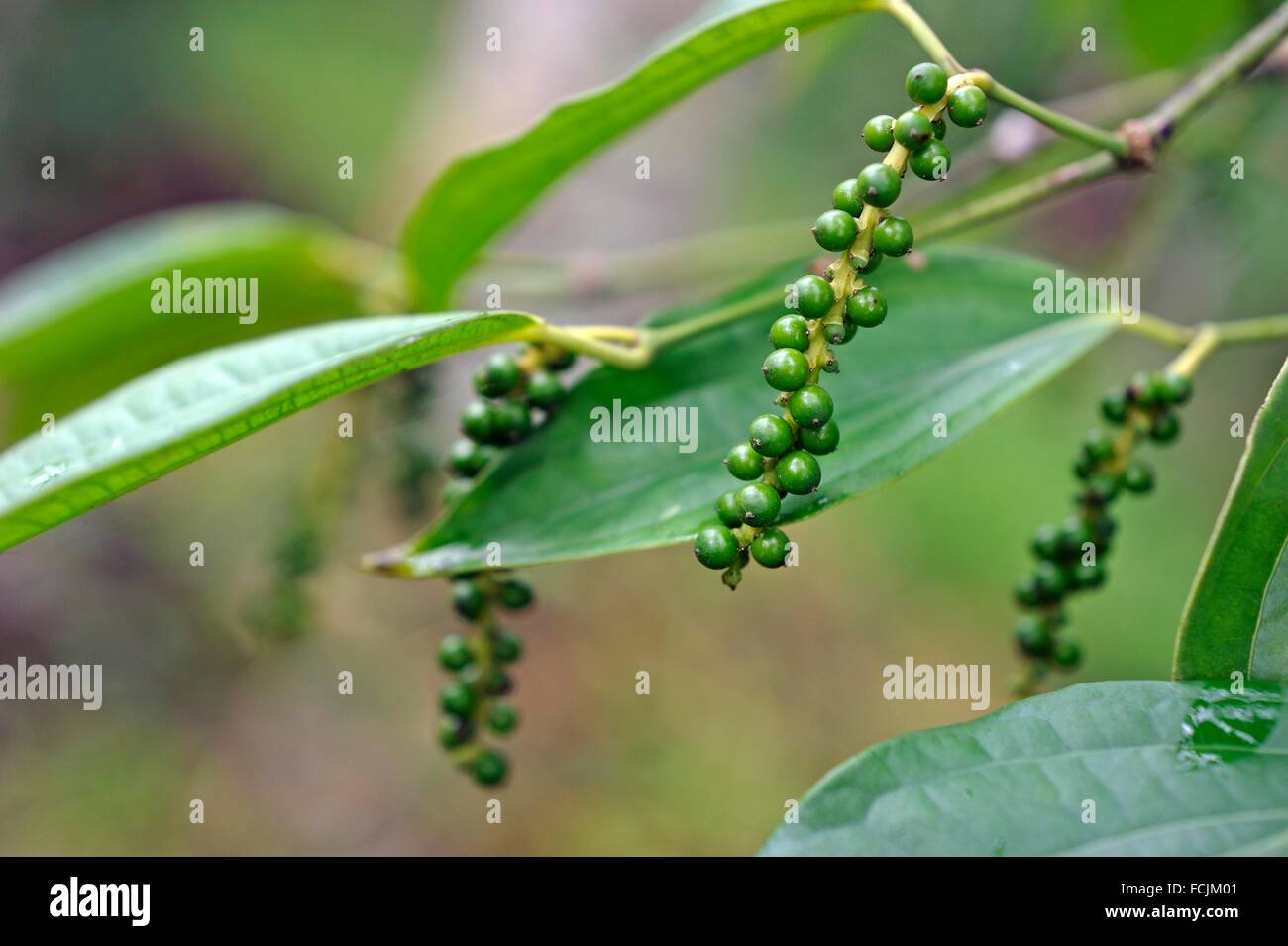Black Pepper Plant Kerala India High Resolution Stock Photography and ...