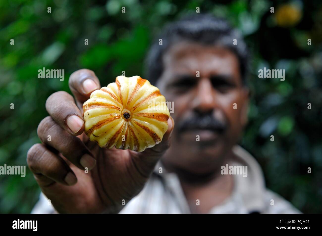 Malabar Tamarind fruit or Kudam puli Garcinia gummi-gutta, Kerala state ...