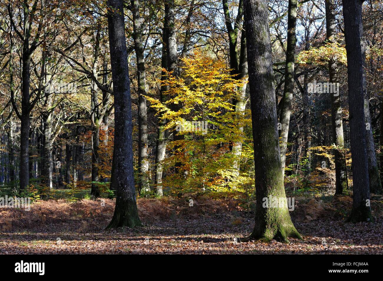 young beech tree in the middle of oak grove, Forest of Rambouillet ...