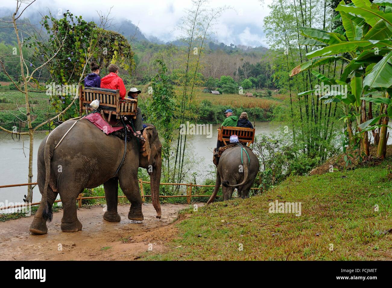 Elephant sanctuary laos hi-res stock photography and images - Alamy