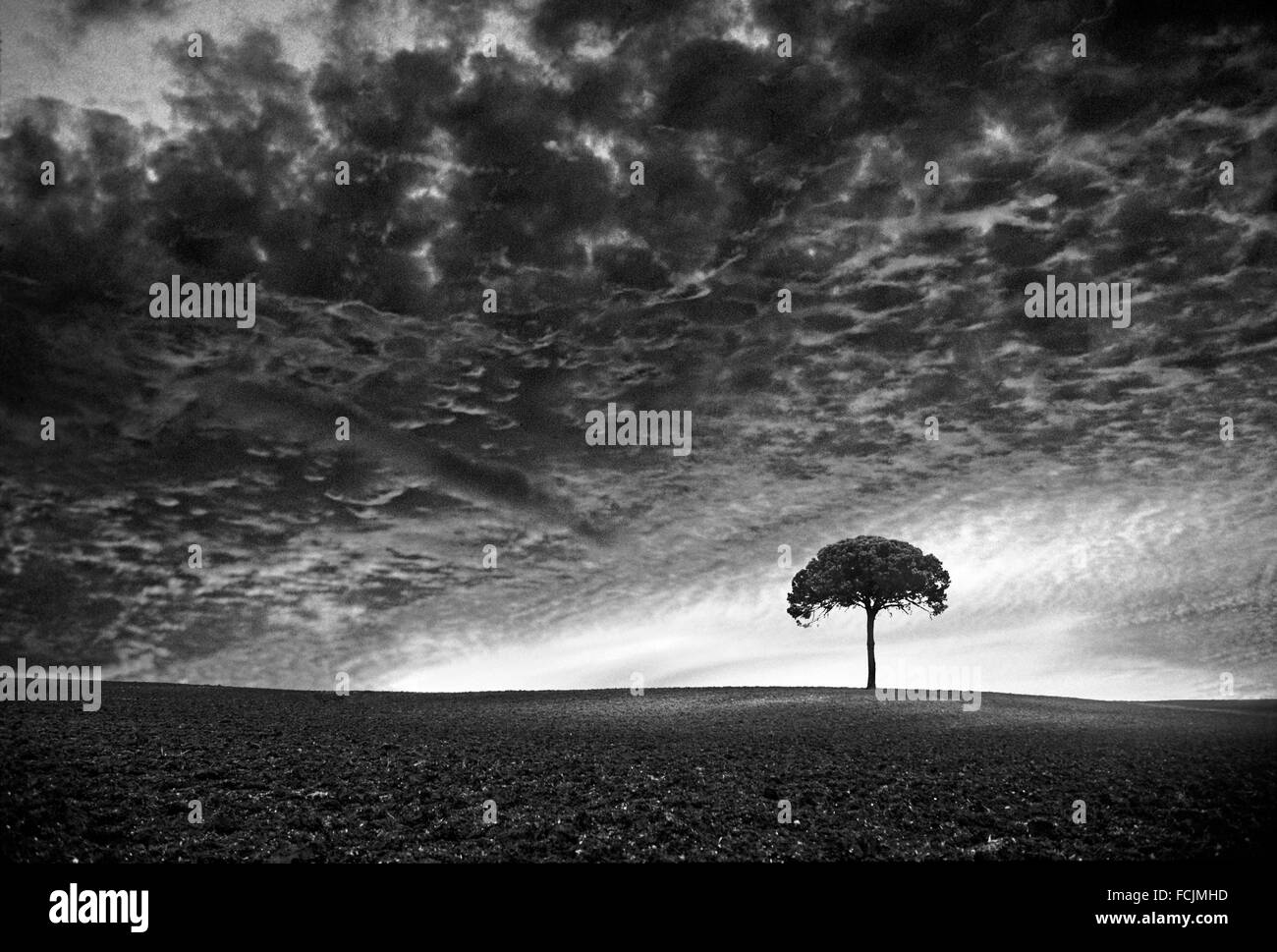 isolated tree under a stormy sky, Chad, Central Africa Stock Photo - Alamy