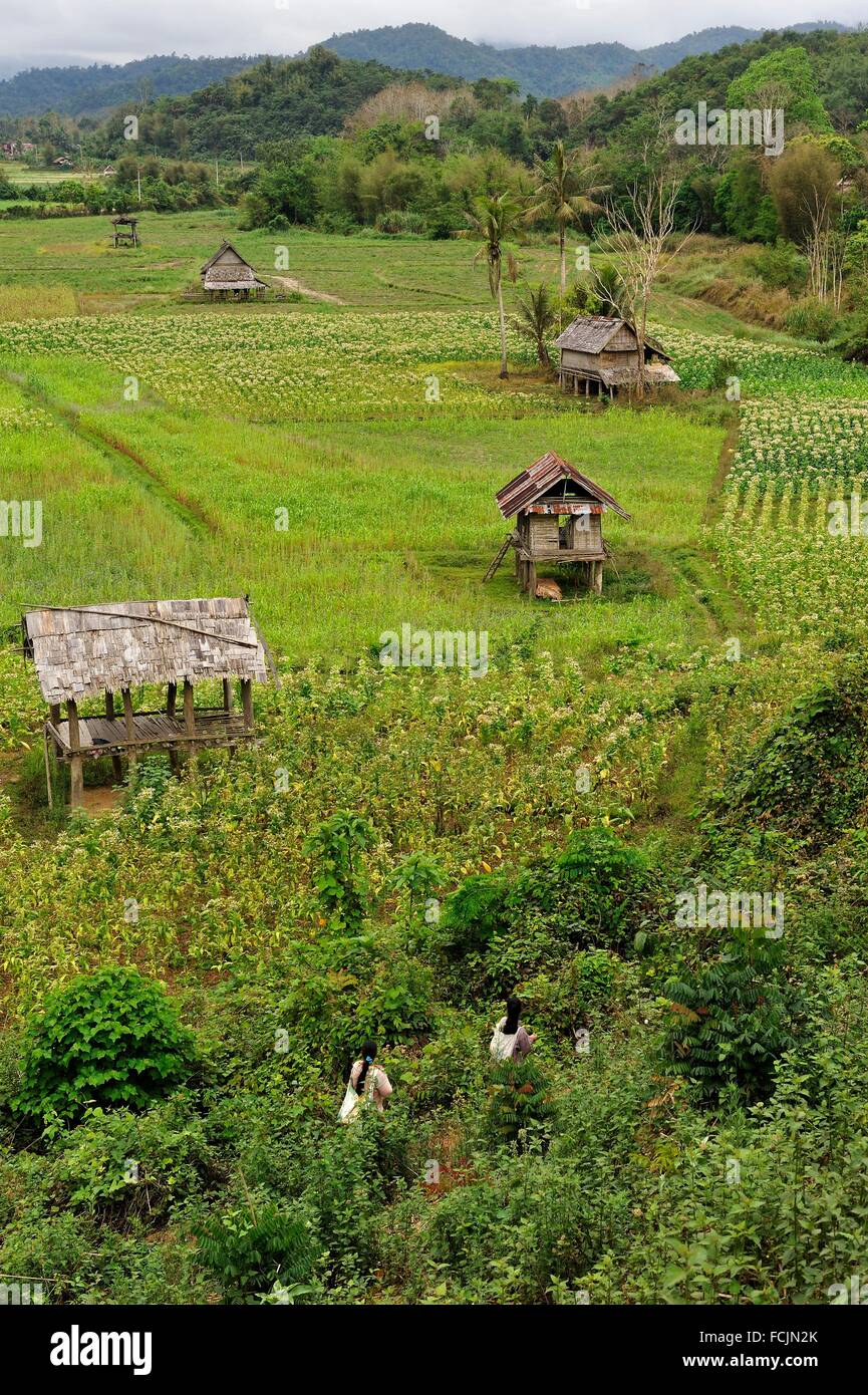 Growing rice in laos hi-res stock photography and images - Alamy