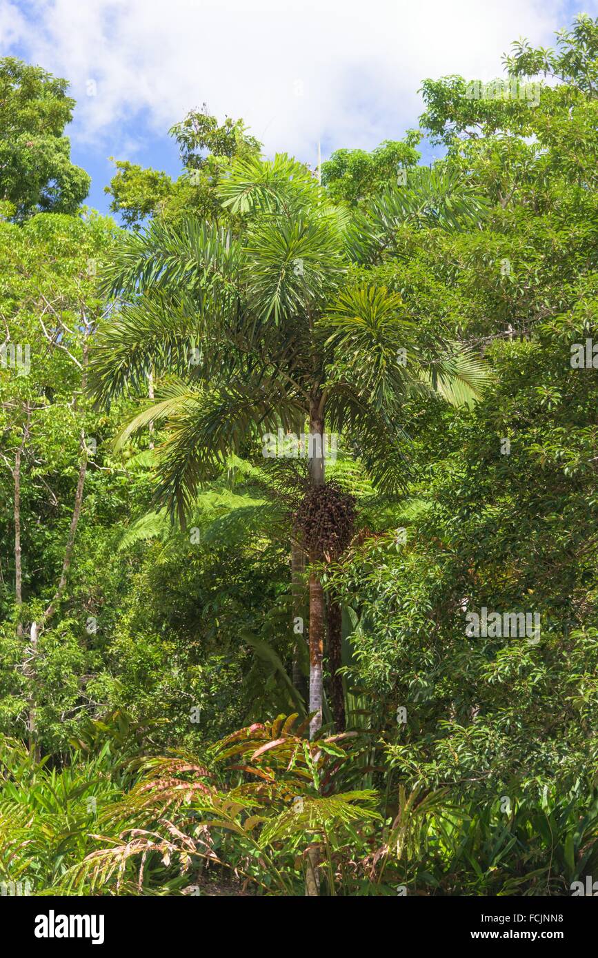 Daintree rainforest tree fern hi-res stock photography and images - Alamy