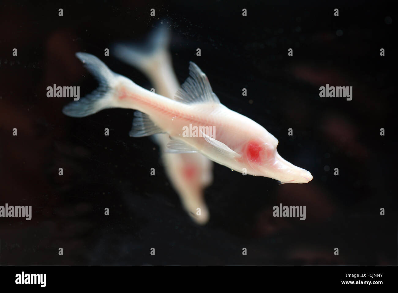 Cavefish hi-res stock photography and images - Alamy