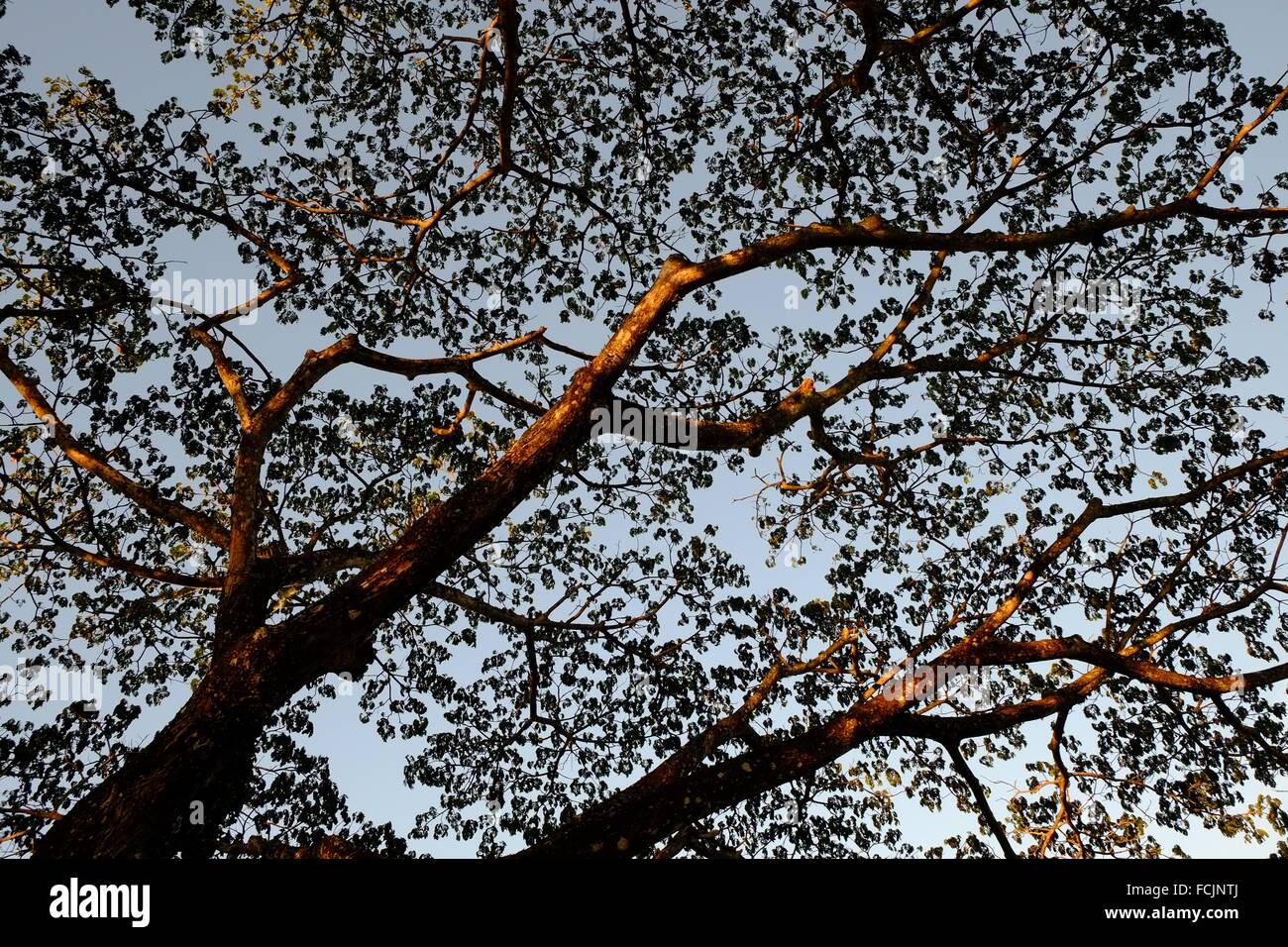Sunlight through tree canopy, borneo Stock Photo - Alamy