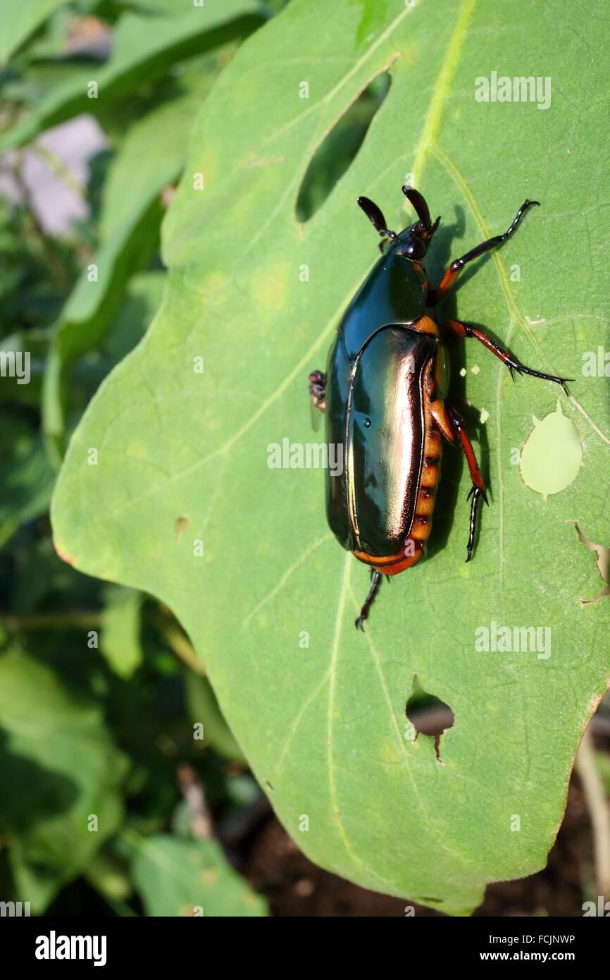 Blue green beetle hi-res stock photography and images - Alamy