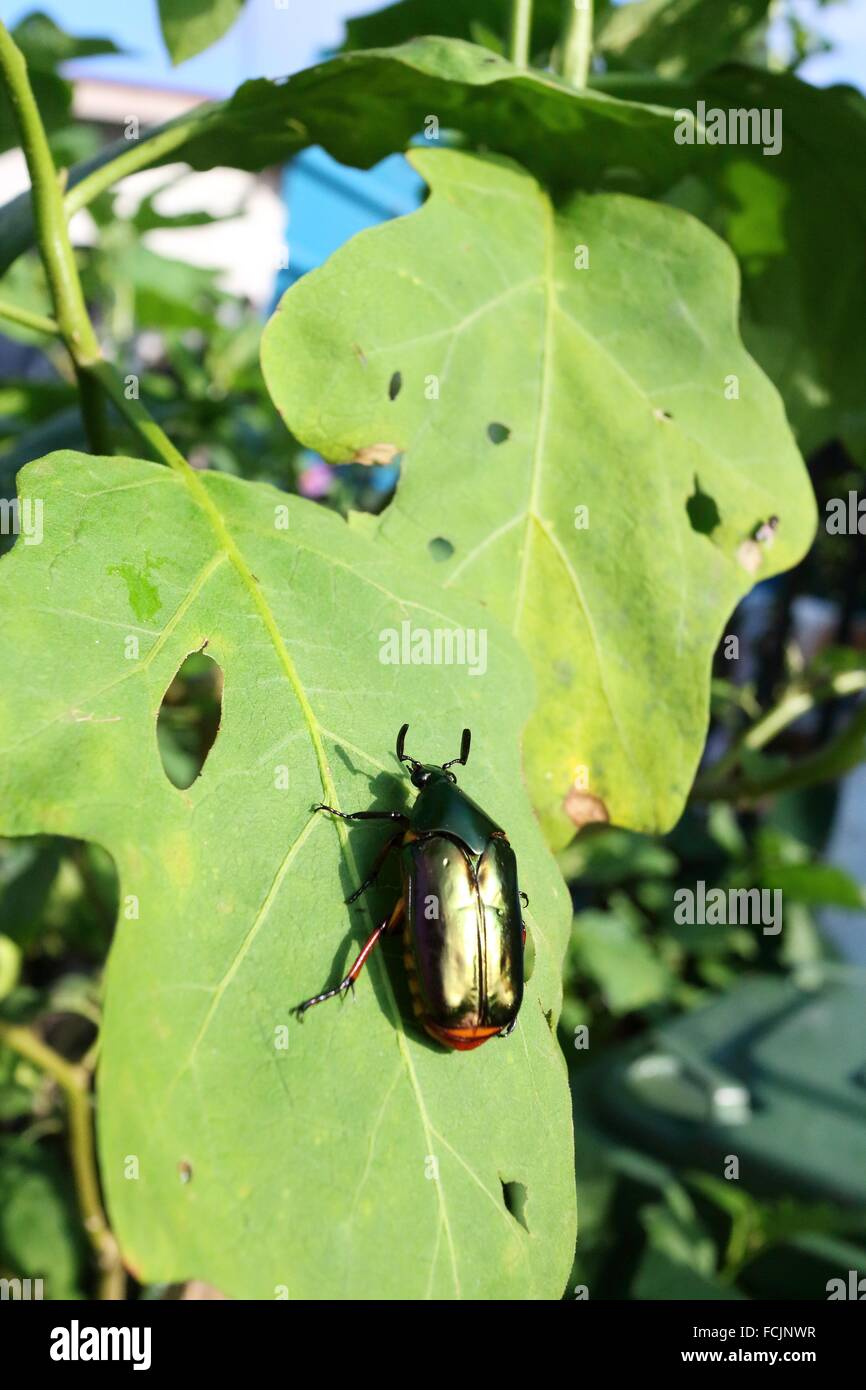 Blue green beetle hi-res stock photography and images - Alamy