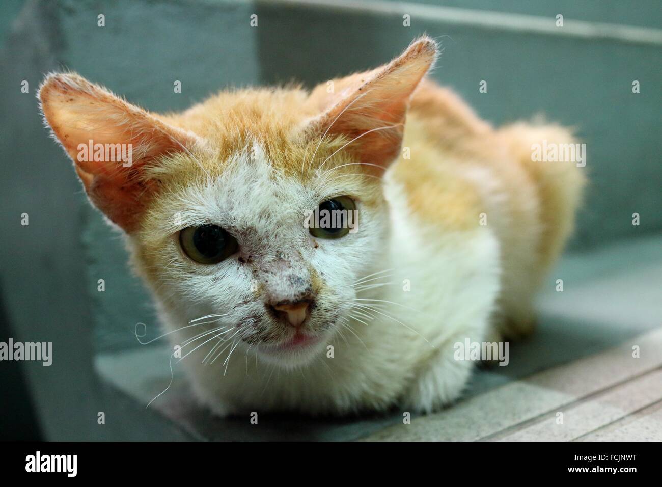 Juvenile kitty hi-res stock photography and images - Alamy