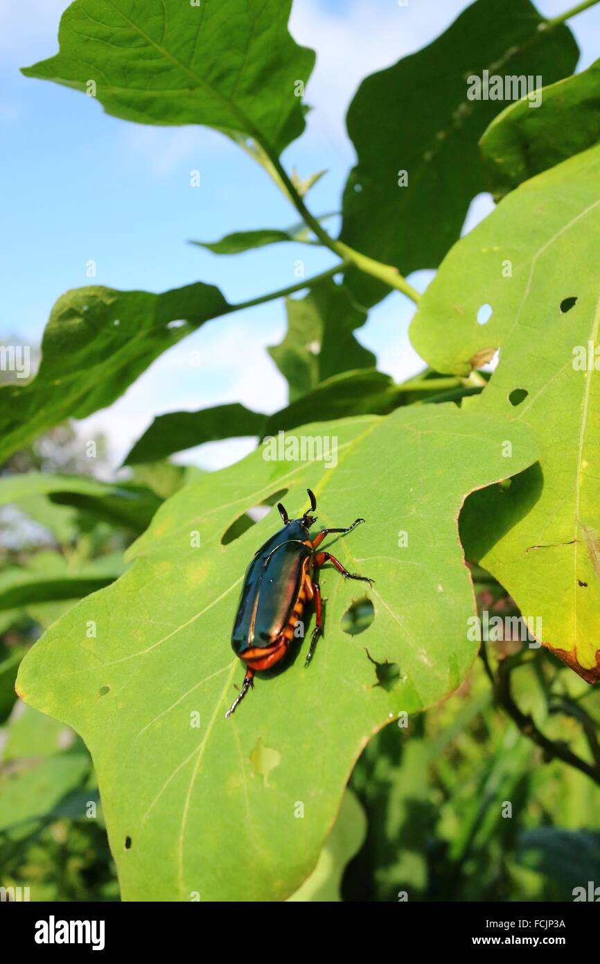 Blue green beetle hi-res stock photography and images - Alamy