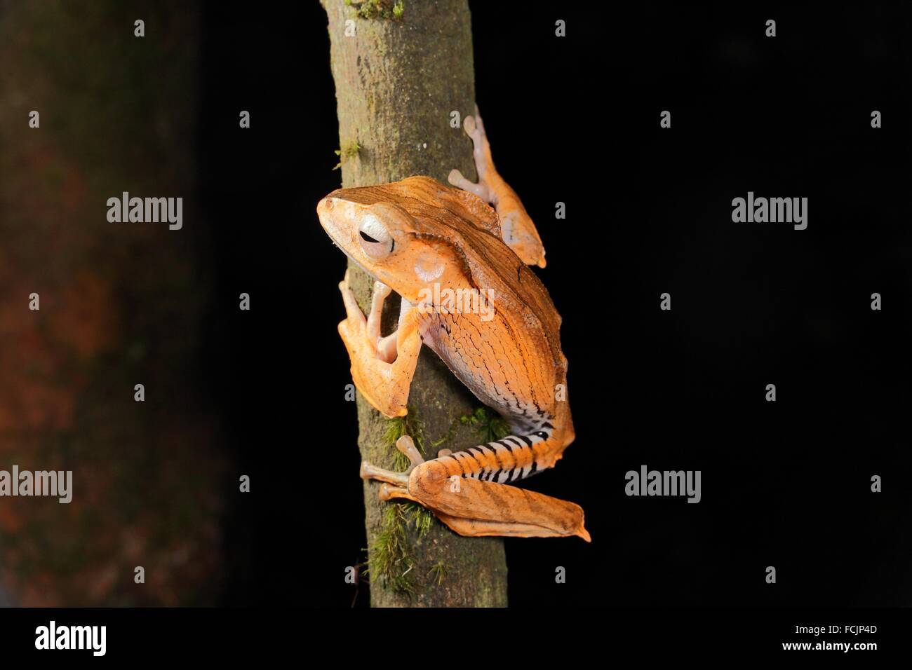 Far eastern tree frog hi-res stock photography and images - Alamy