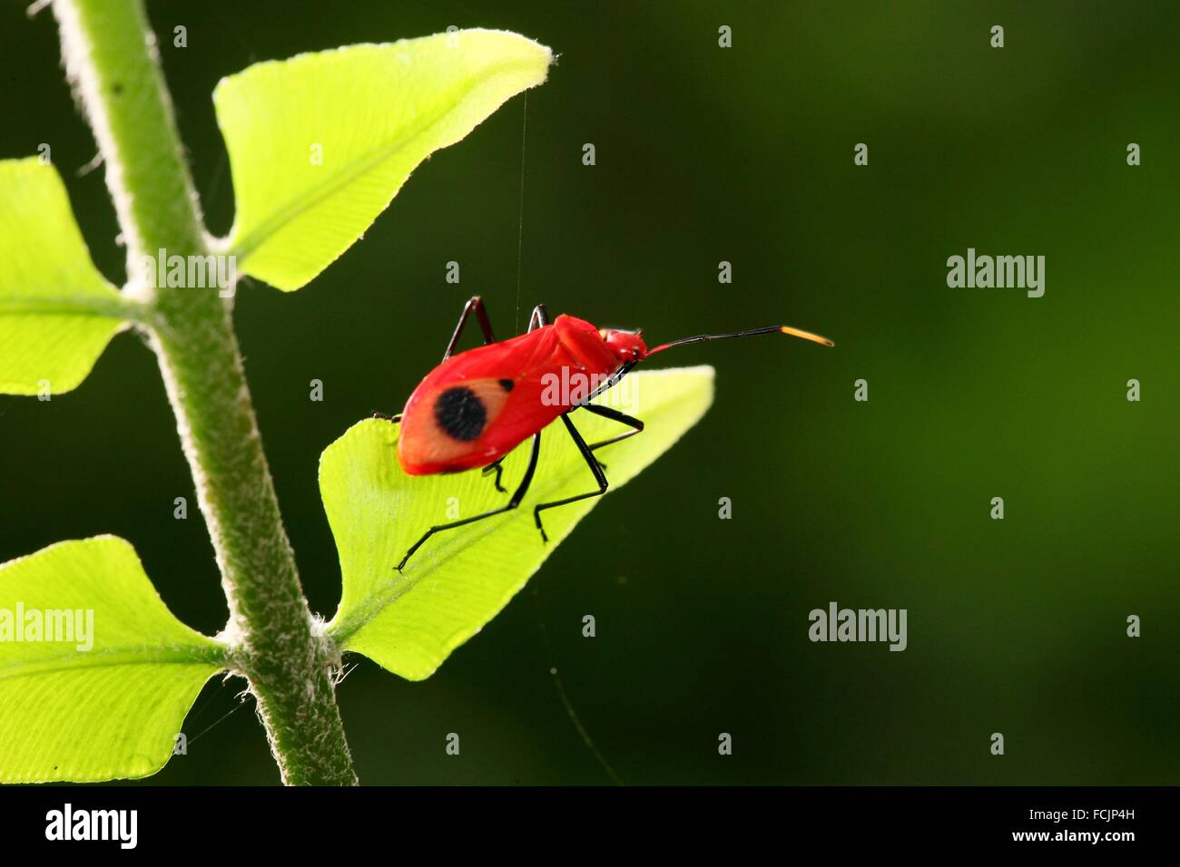 Boxelder bug hi-res stock photography and images - Alamy