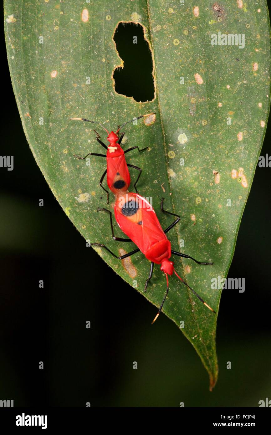 Boxelder bug hi-res stock photography and images - Alamy
