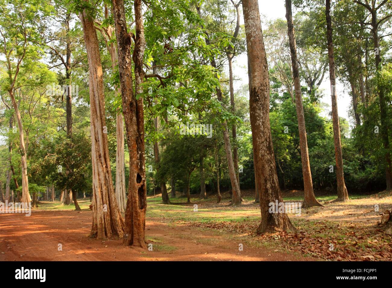 Jungle Floor High Resolution Stock Photography and Images - Alamy