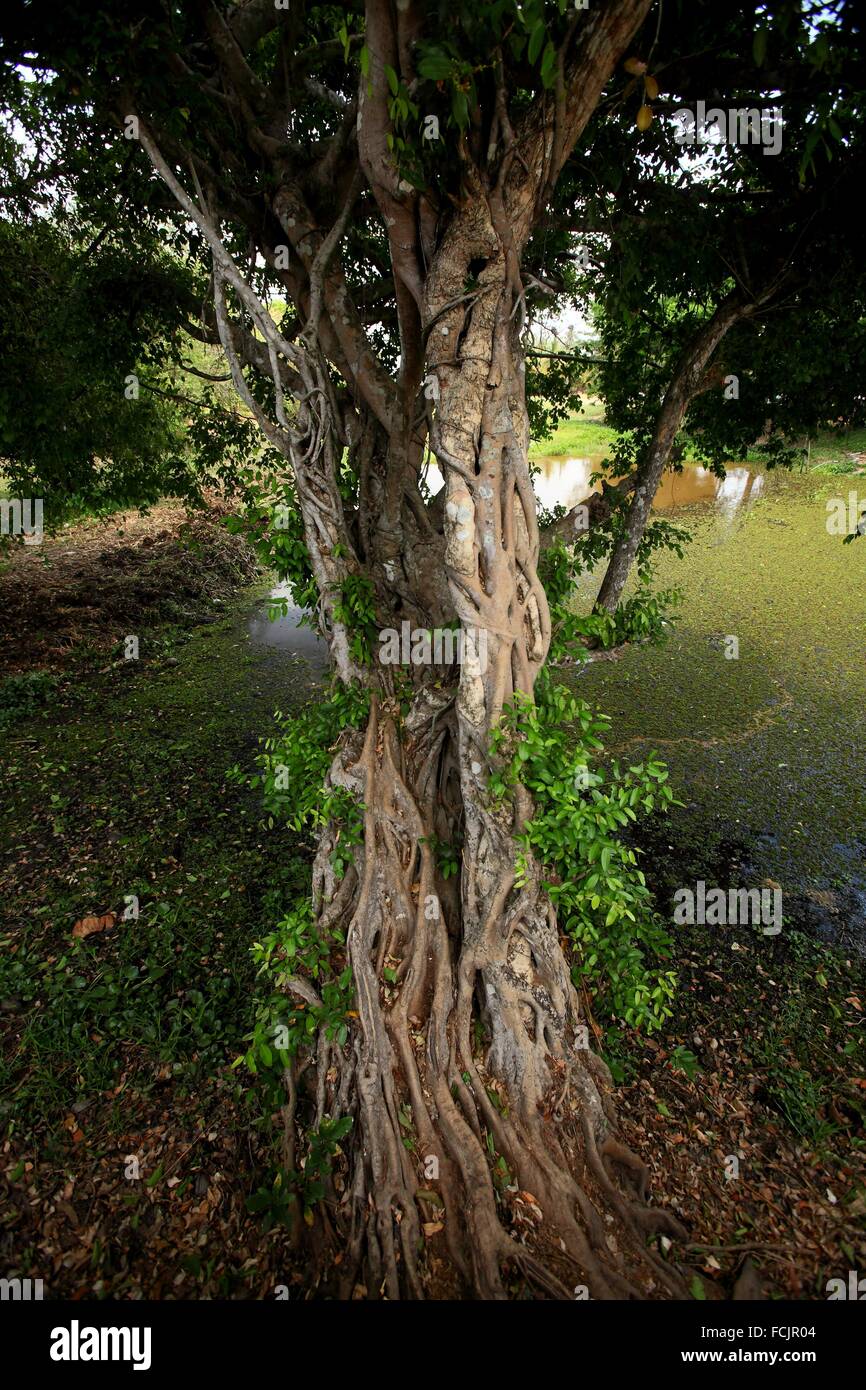 Tropical tree, asia Stock Photo - Alamy