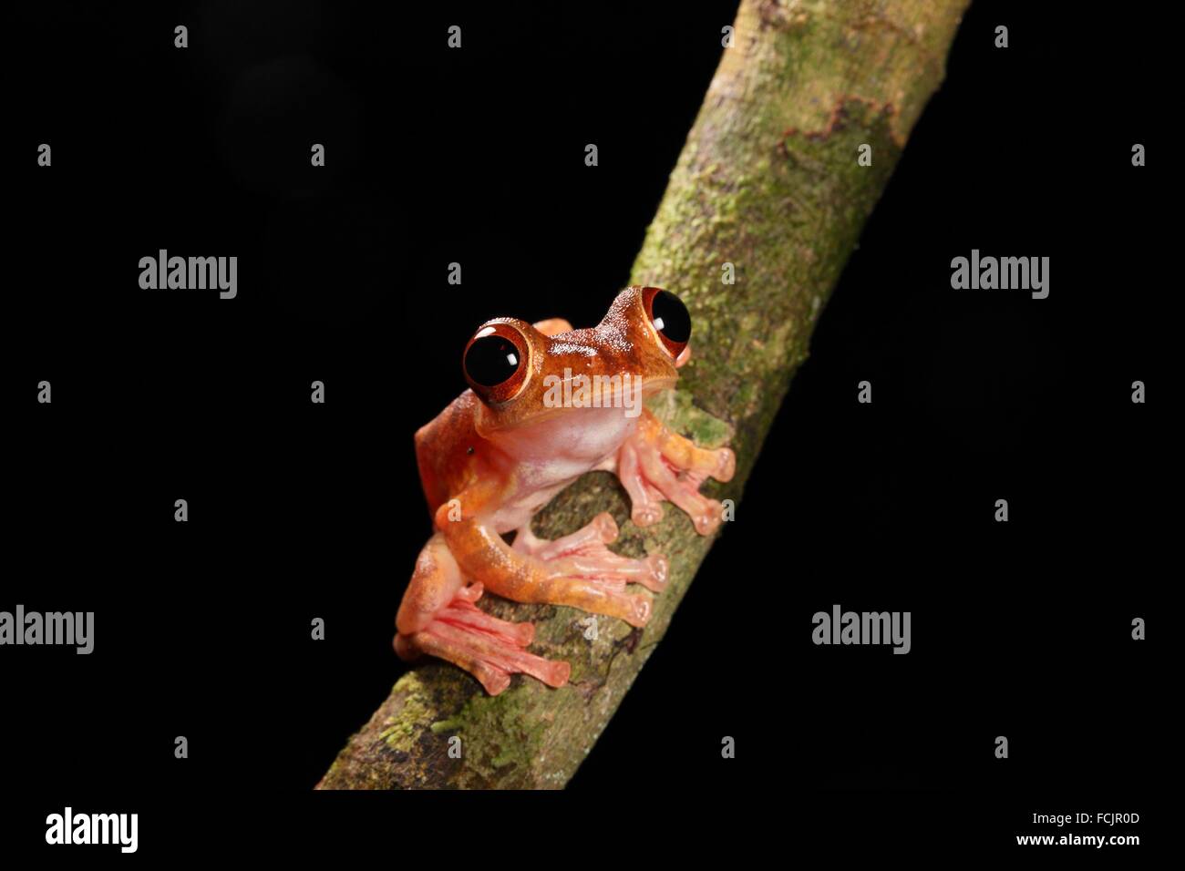 Harlequin Tree Frog