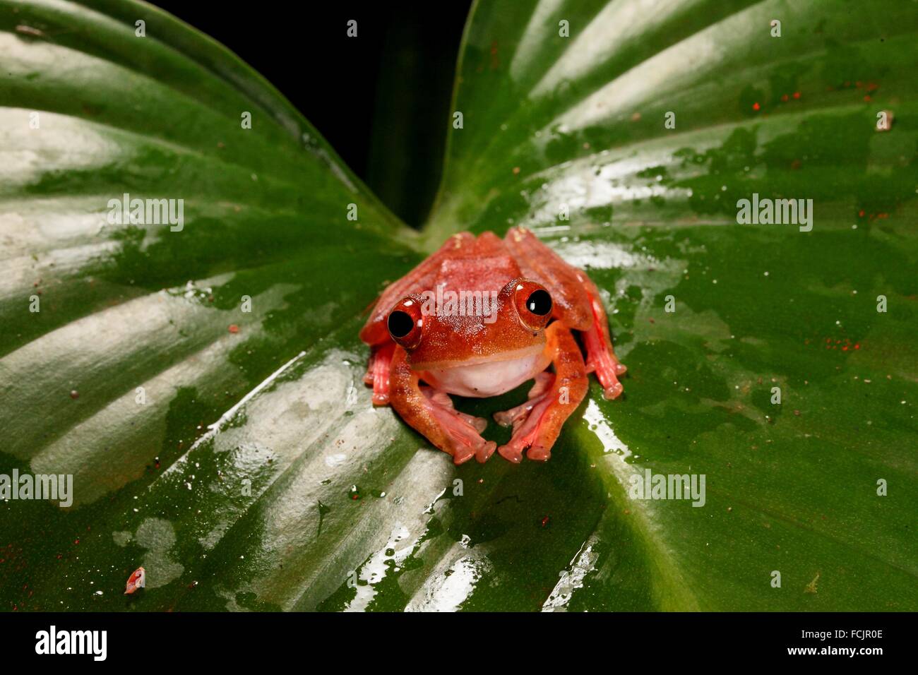 Frog of borneo, Harlequin Tree Frog, Phacophorus pardalis, national ...