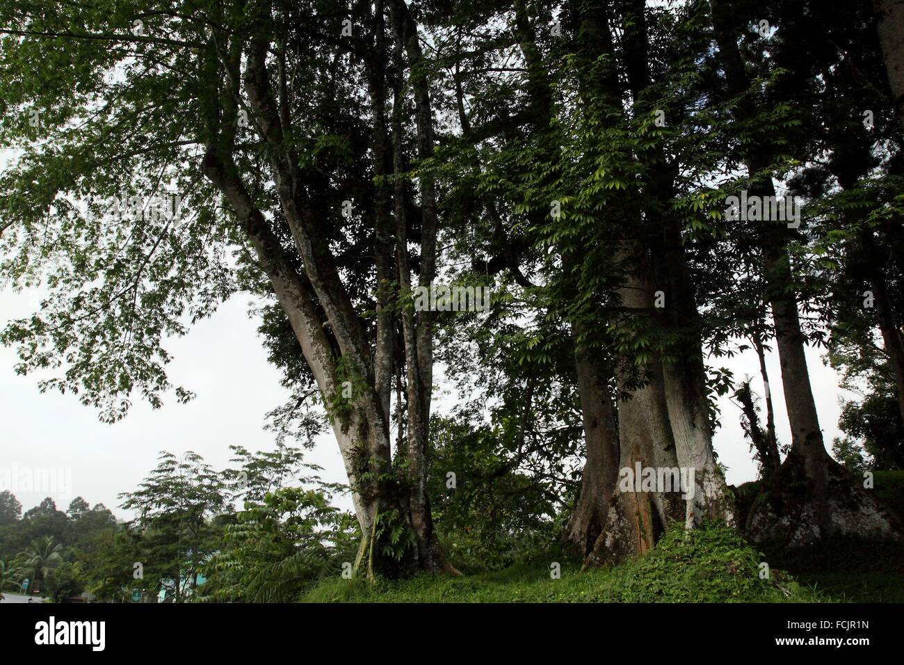 Kapok fruit ceiba pentandra hi-res stock photography and images - Alamy