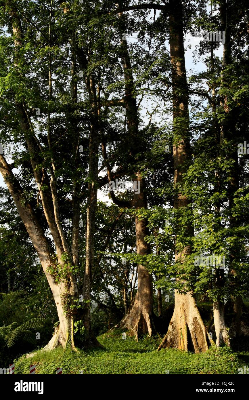 Kapok tree africa hi-res stock photography and images - Alamy