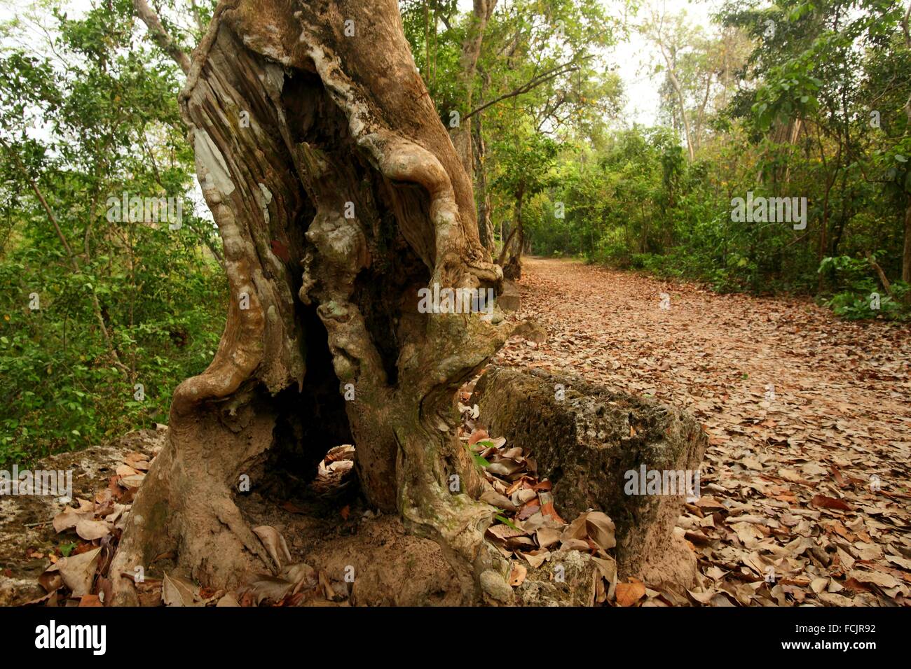 Jungle Floor High Resolution Stock Photography and Images - Alamy