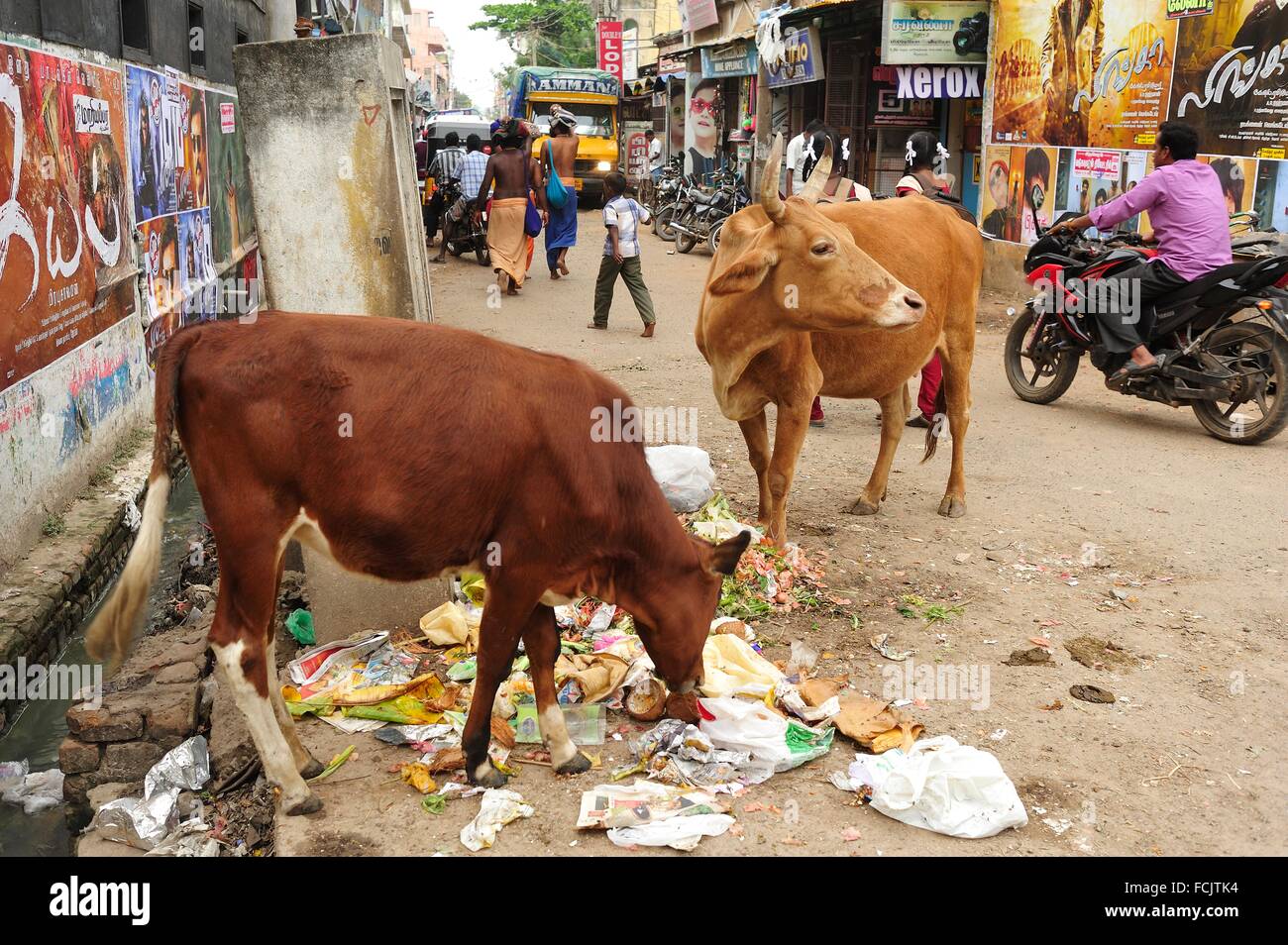 Cows Eating Garbage High Resolution Stock Photography and Images - Alamy