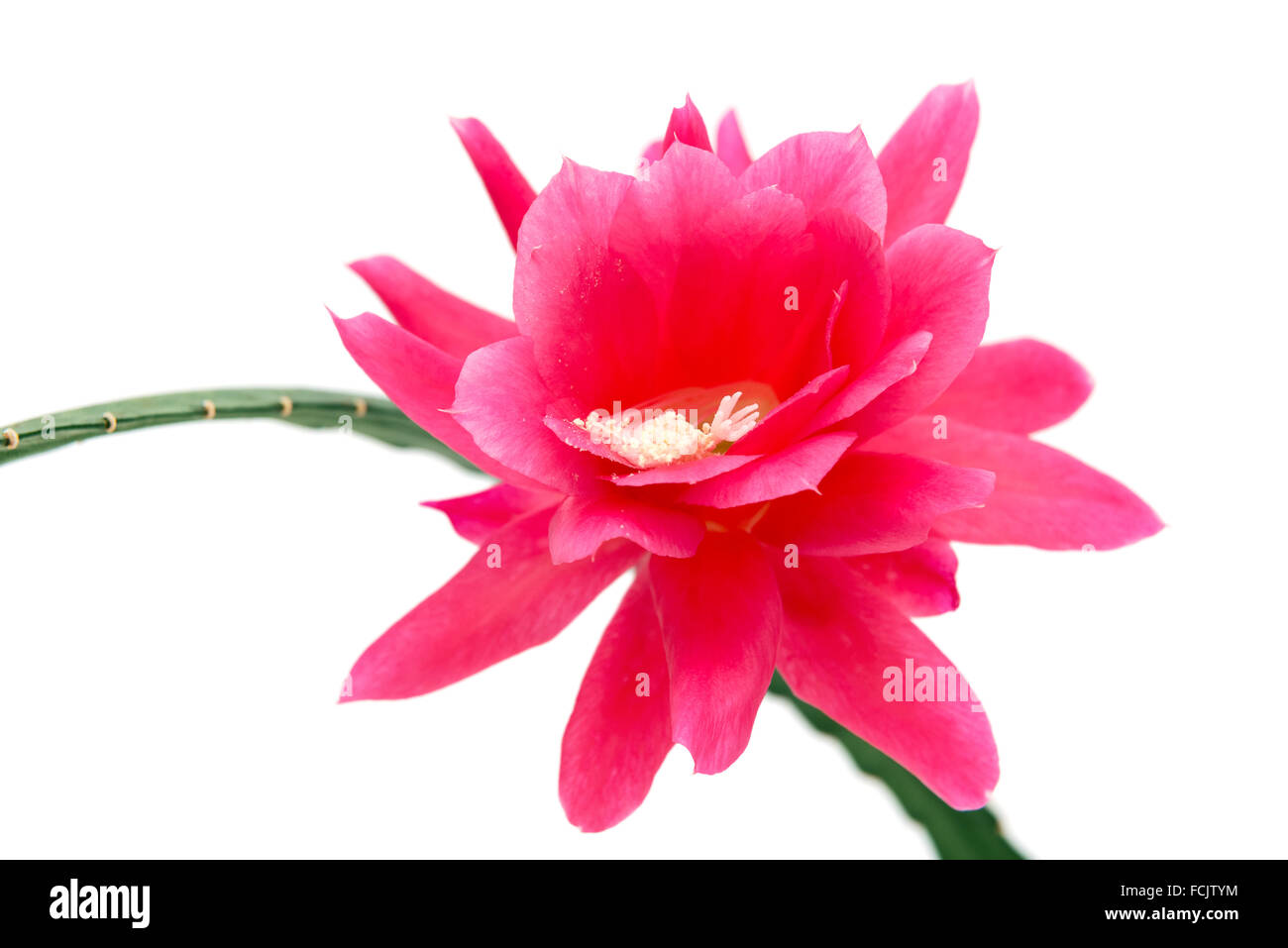 Pink Epiphyllum flower Isolated on white background Stock Photo - Alamy