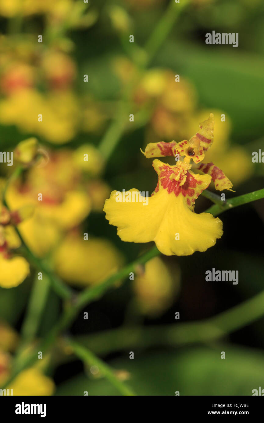 Golden shower flower hi-res stock photography and images - Alamy