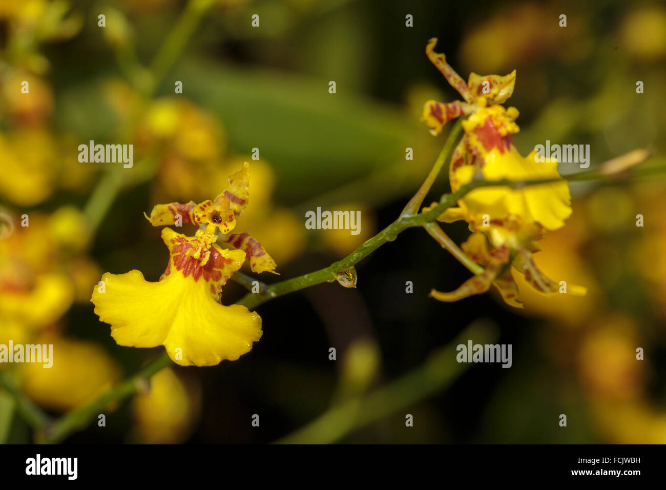 "Golden Shower" Orchid, Singapore Stock Photo - Alamy