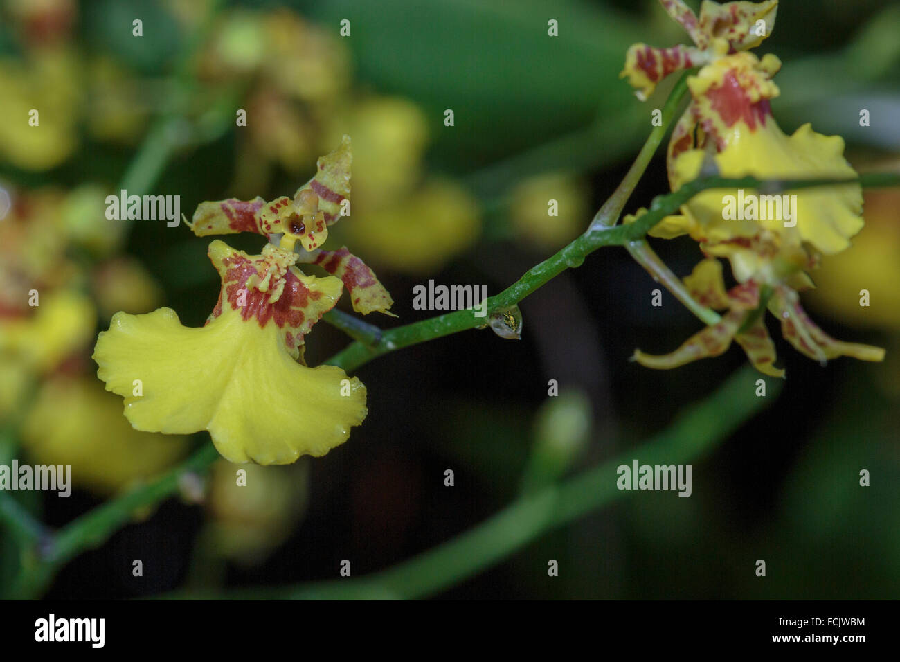 "Golden Shower" Orchid, Singapore Stock Photo - Alamy