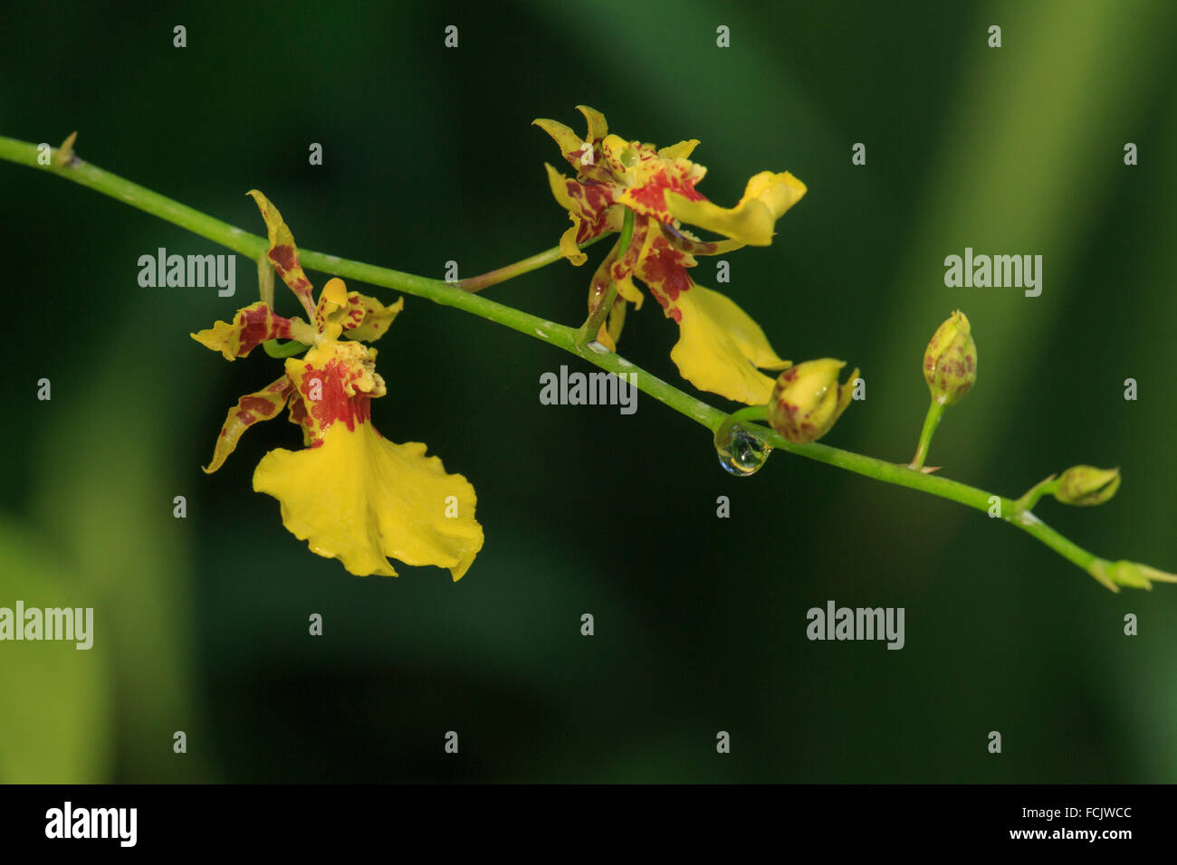 "Golden Shower" Orchid, Singapore Stock Photo - Alamy