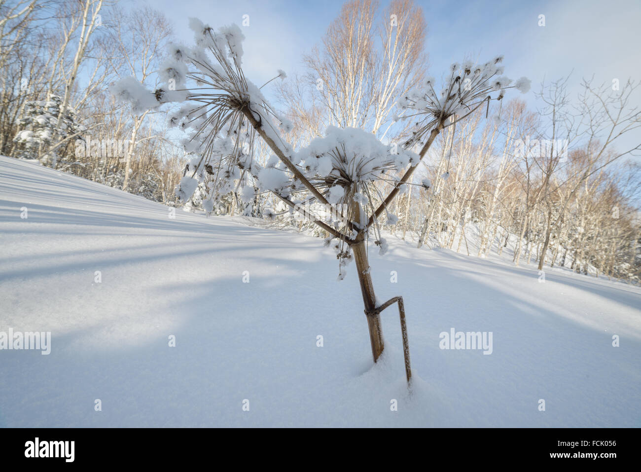 Trees in the snow, Sakhalin Island, Russia Stock Photo - Alamy