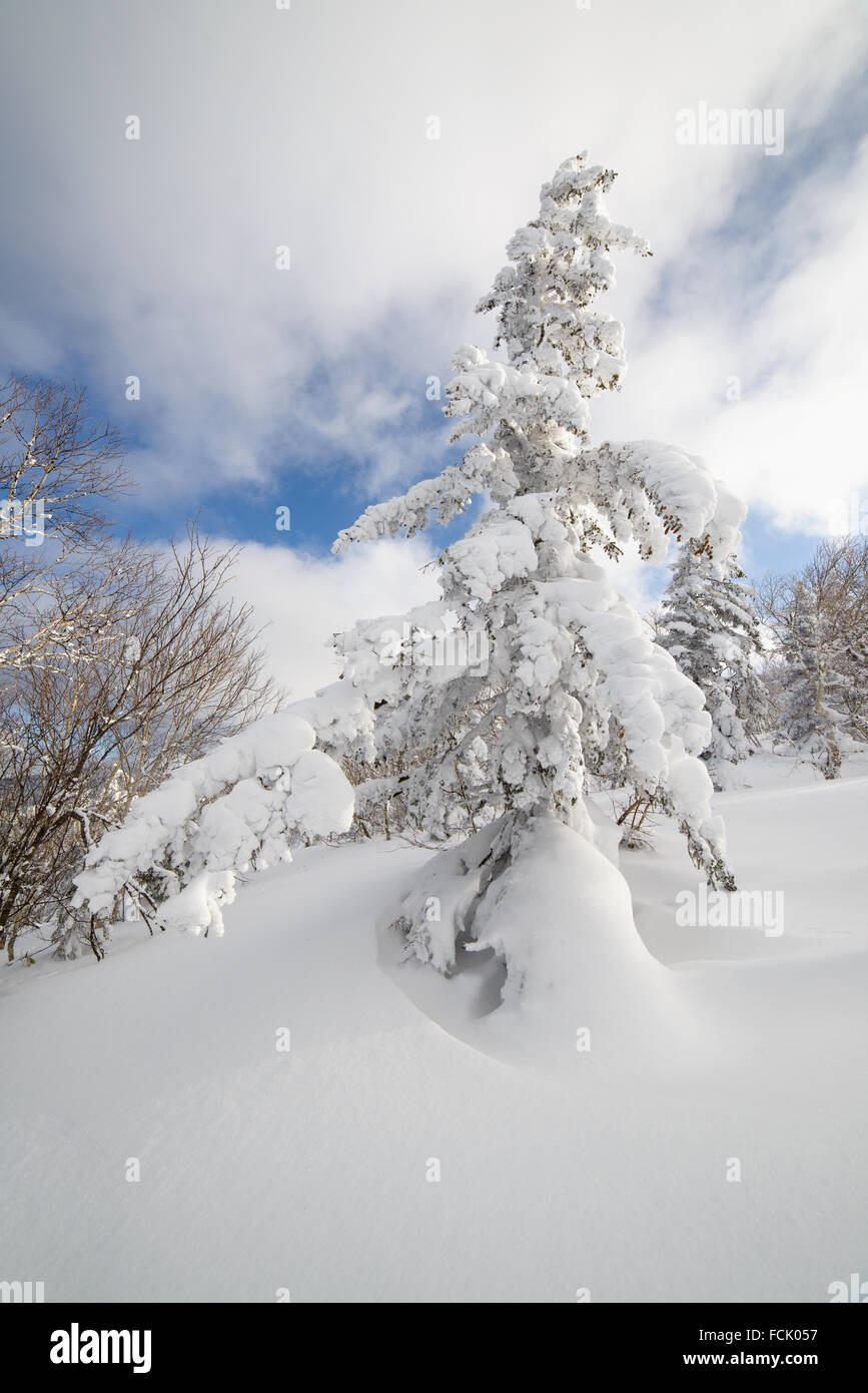 Trees in the snow, Sakhalin Island, Russia Stock Photo - Alamy