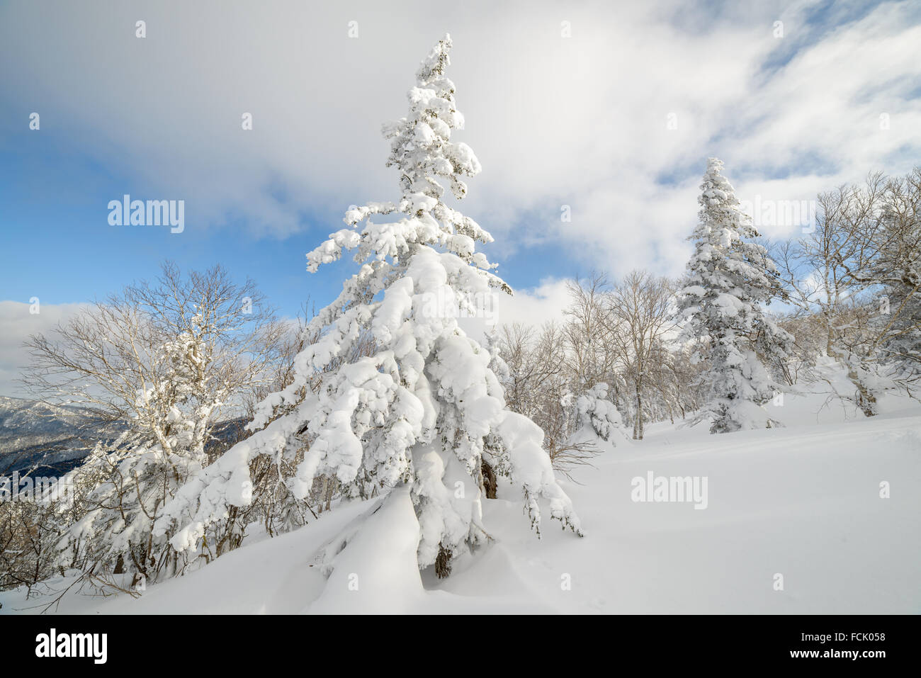 Trees in the snow, Sakhalin Island, Russia Stock Photo - Alamy