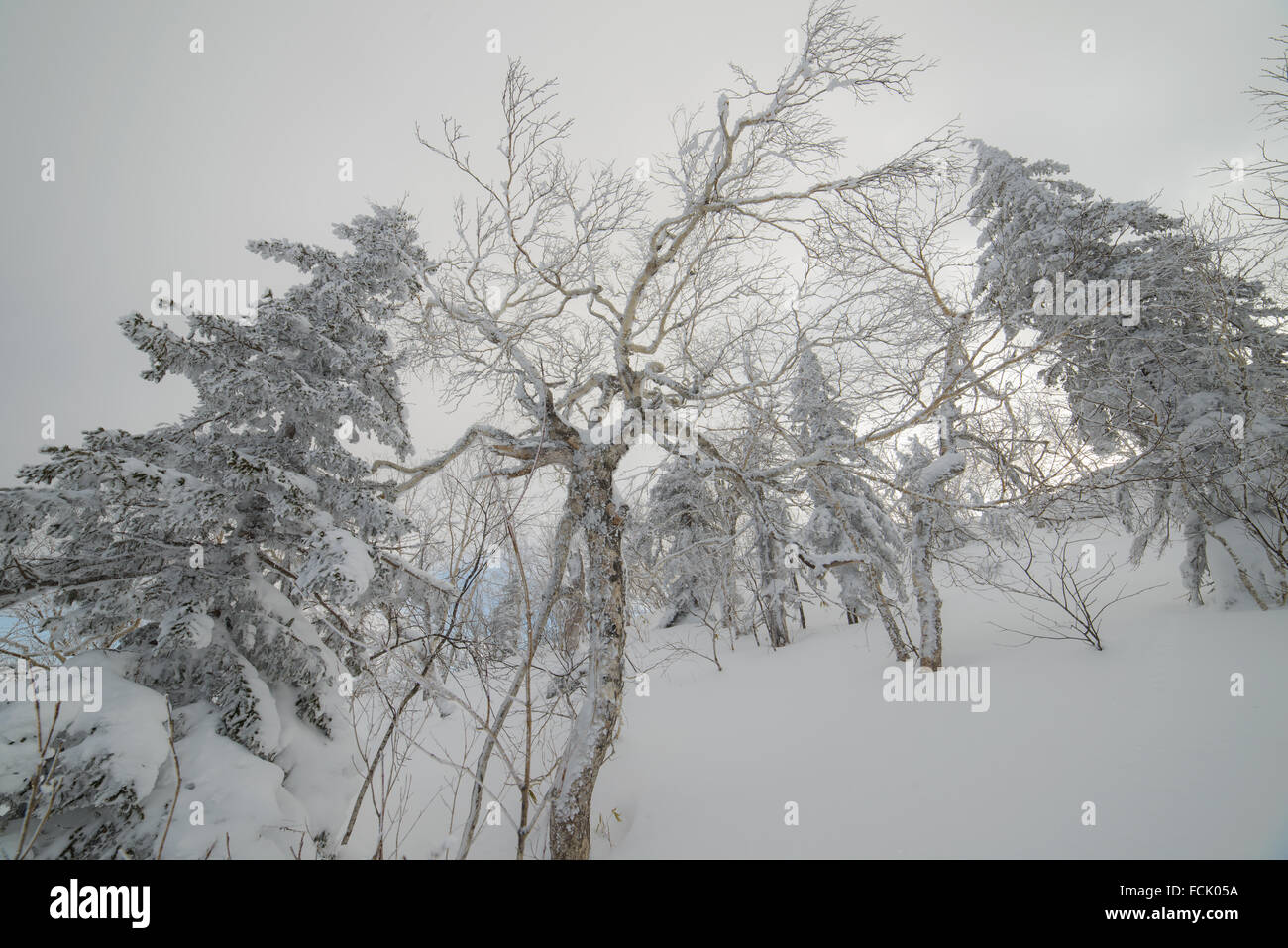 Trees in the snow, Sakhalin Island, Russia Stock Photo - Alamy