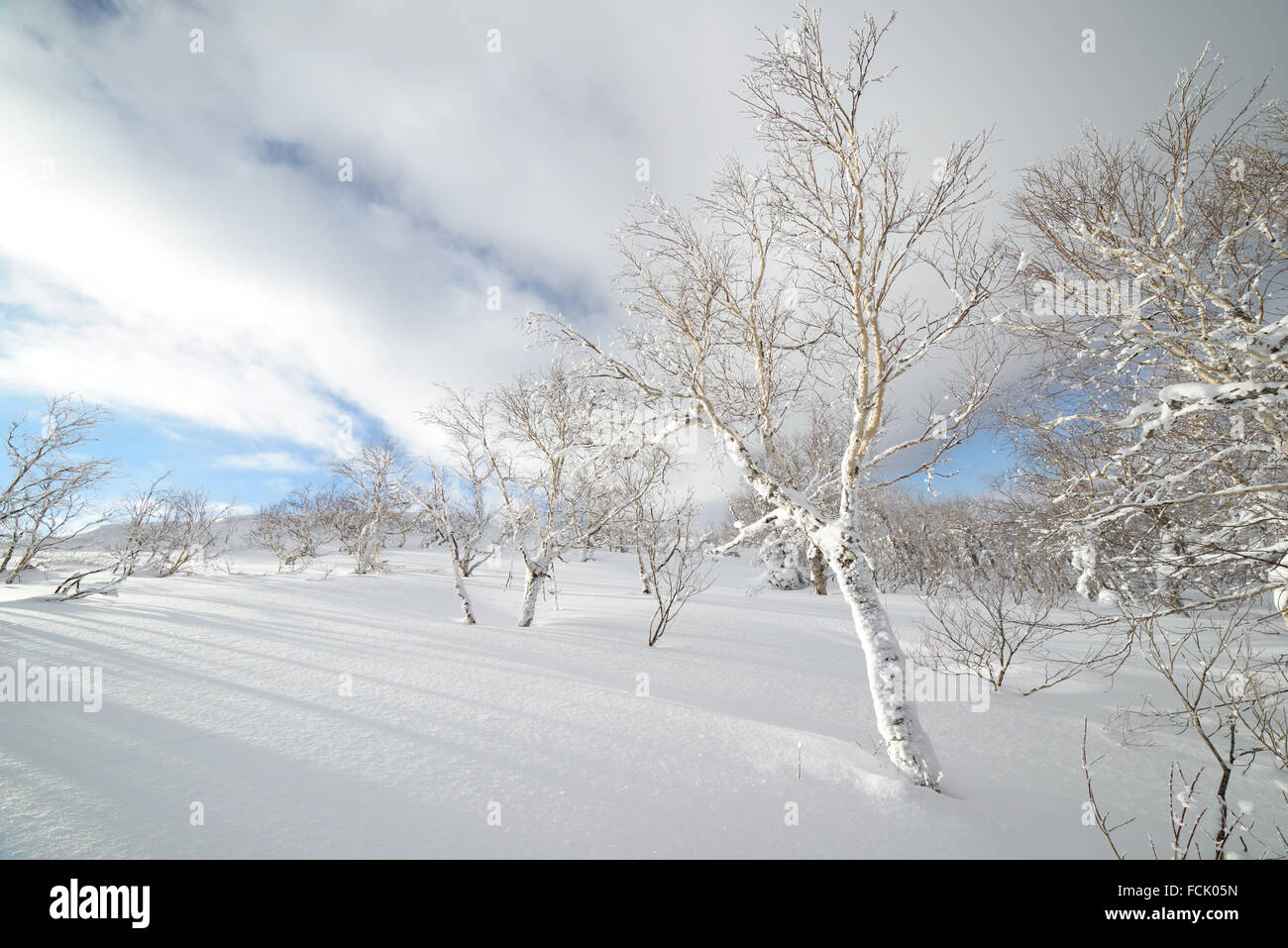 Trees in the snow, Sakhalin Island, Russia Stock Photo - Alamy